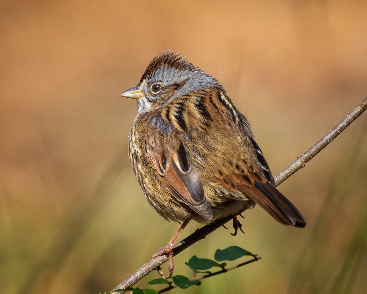 eBird Checklist - 21 Jan 2024 - Murphey Candler Park - 34 species