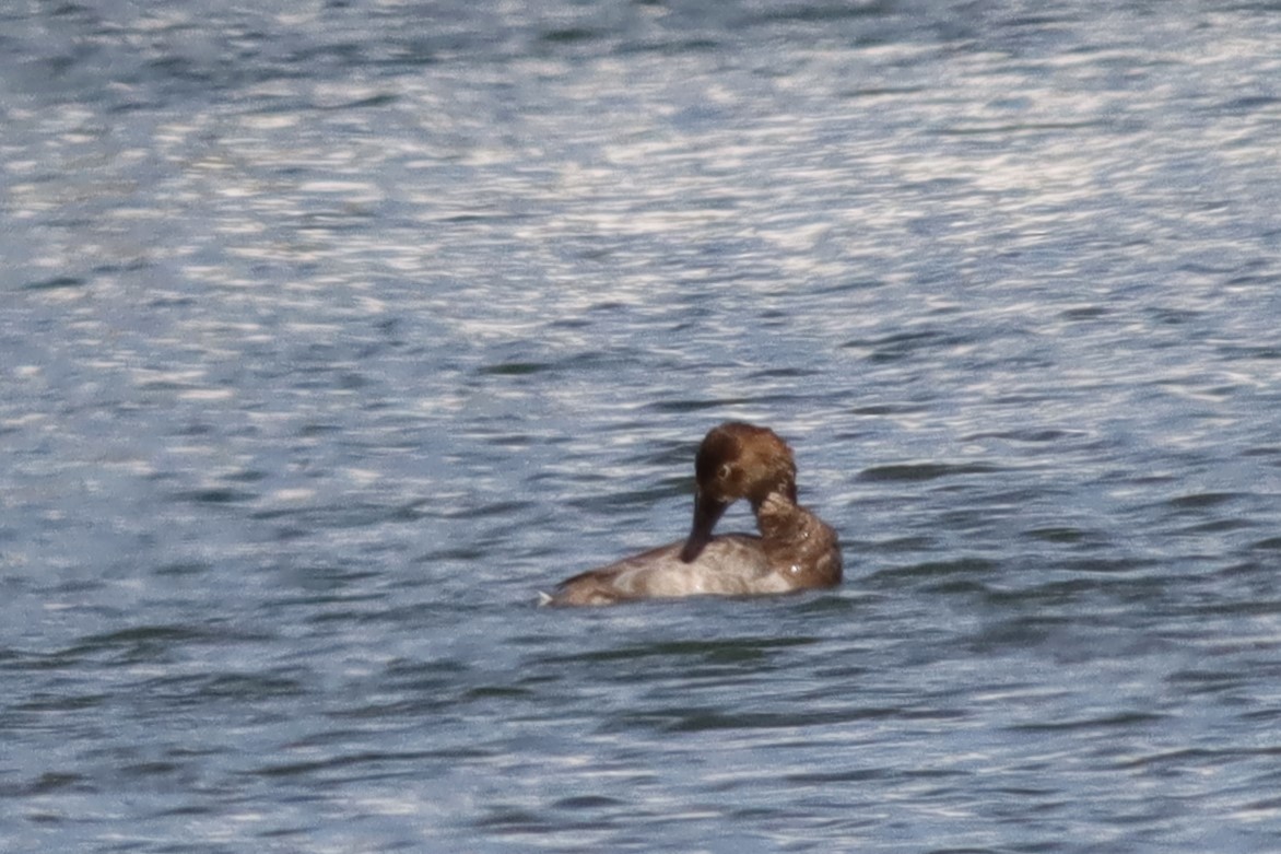 eBird Checklist - 21 Jan 2024 - Edgelake Drive Lake - 18 species