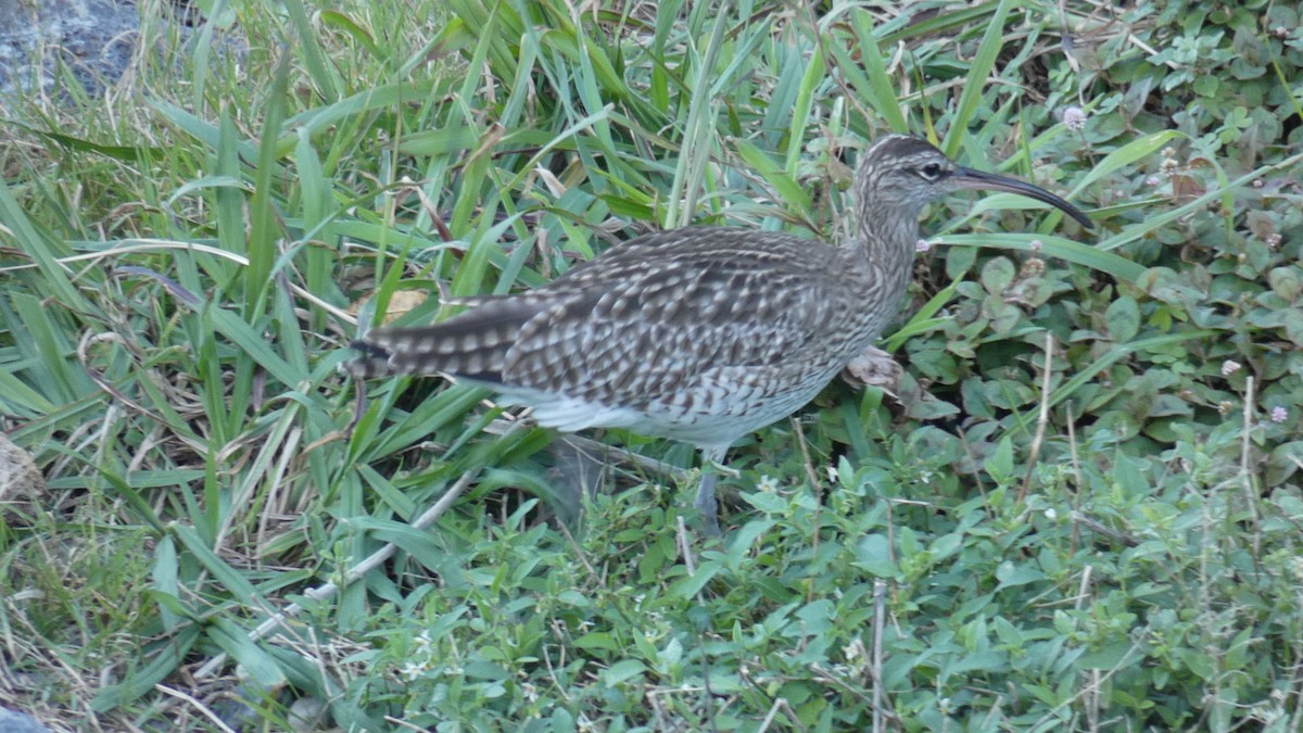 eBird Portugal Checklist - 21 Jan 2024 - Foz da Ribeira em São Vicente ...