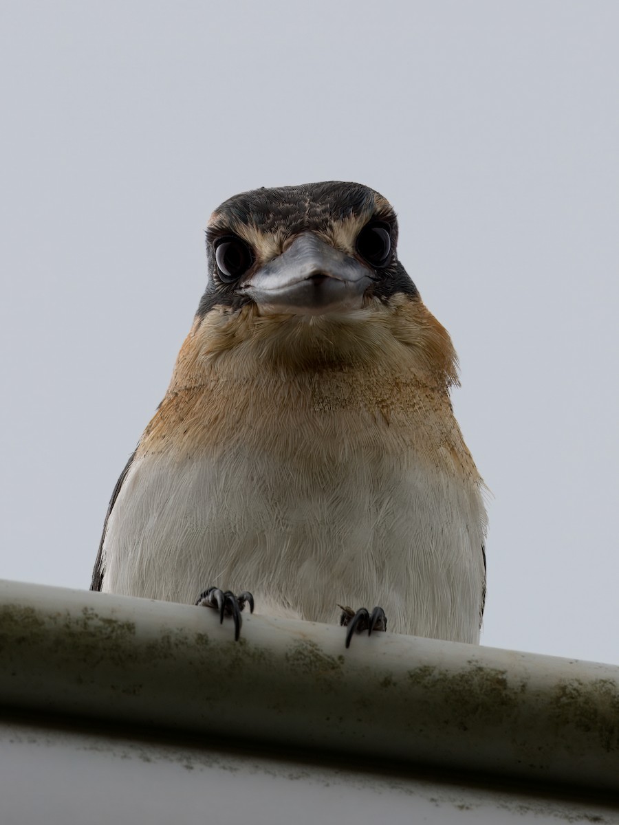 Mewing Kingfisher - Todiramphus ruficollaris - Birds of the World