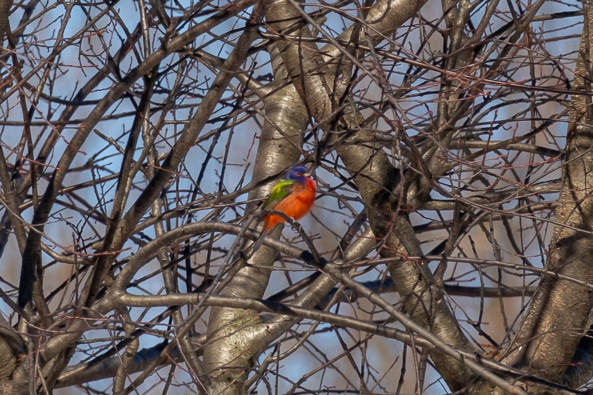Pennsylvania Bird Atlas Checklist - 21 Jan 2024 - Bartram's Garden - 18 species