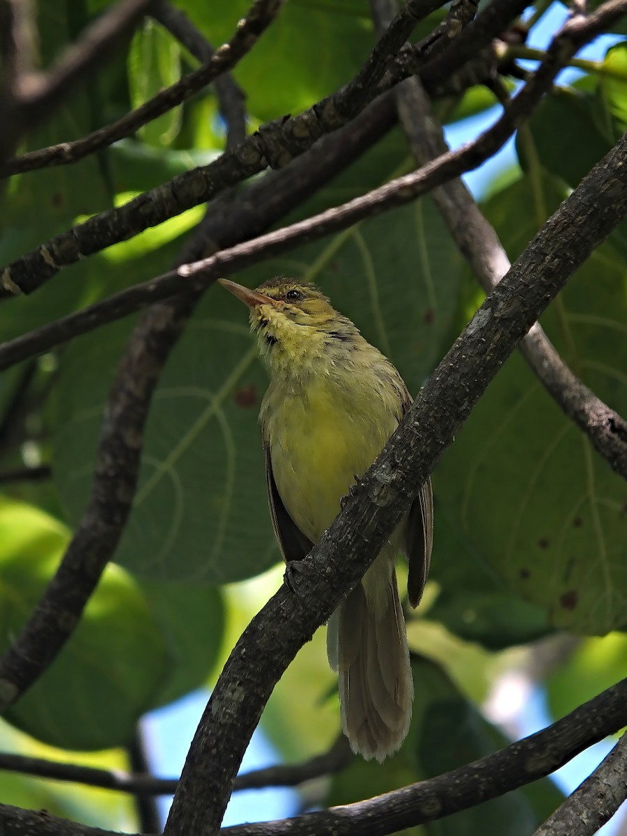 Cook Islands Reed Warbler - Acrocephalus kerearako - Birds of the World