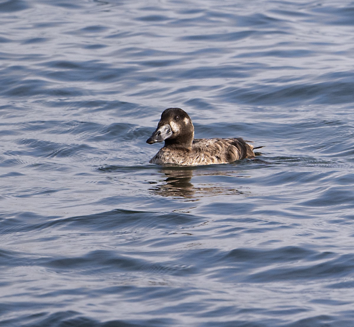 eBird Checklist - 21 Jan 2024 - Coronado Island Marriott Resort - 23 ...