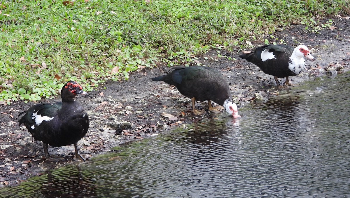 eBird Checklist - 21 Jan 2024 - Renaissance Commons - 5 species