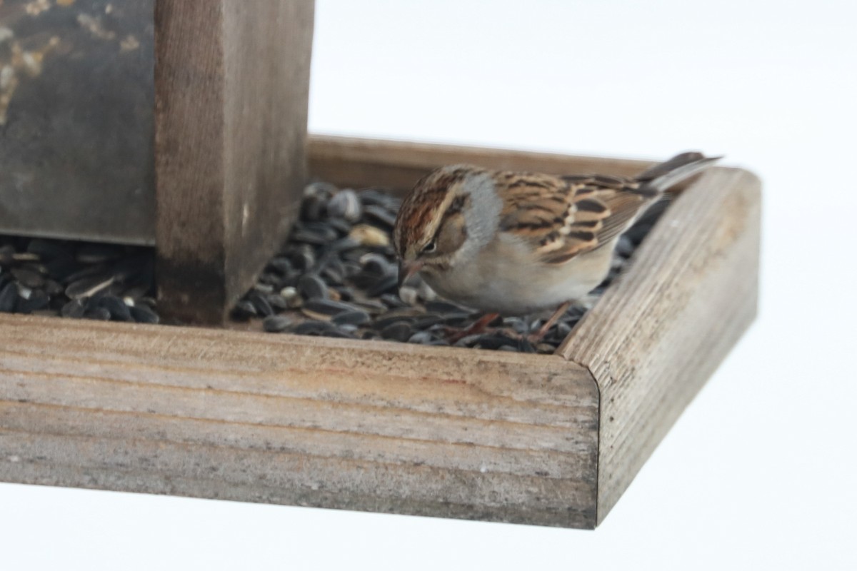 Pennsylvania Bird Atlas Checklist - 21 Jan 2024 - 399 Upper Georges Valley Rd, Spring Mills US ...