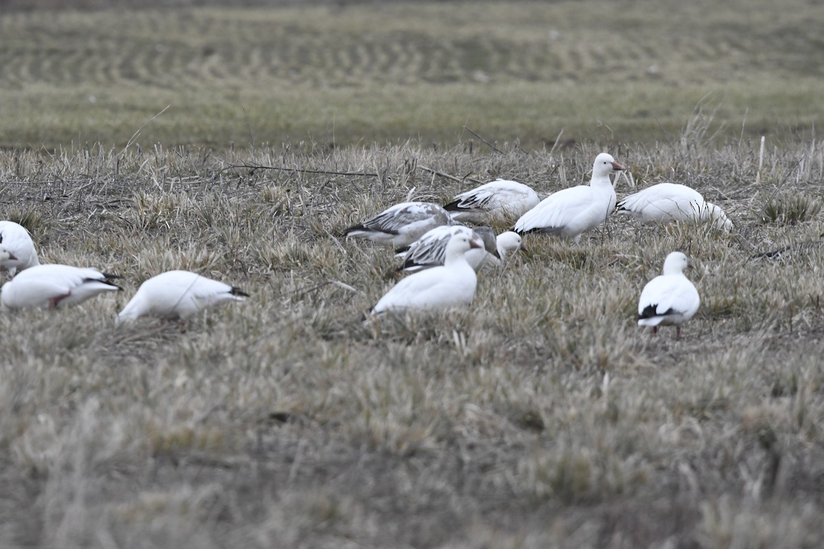 eBird Checklist - 21 Jan 2024 - Hagerman NWR - 45 species (+2 other taxa)