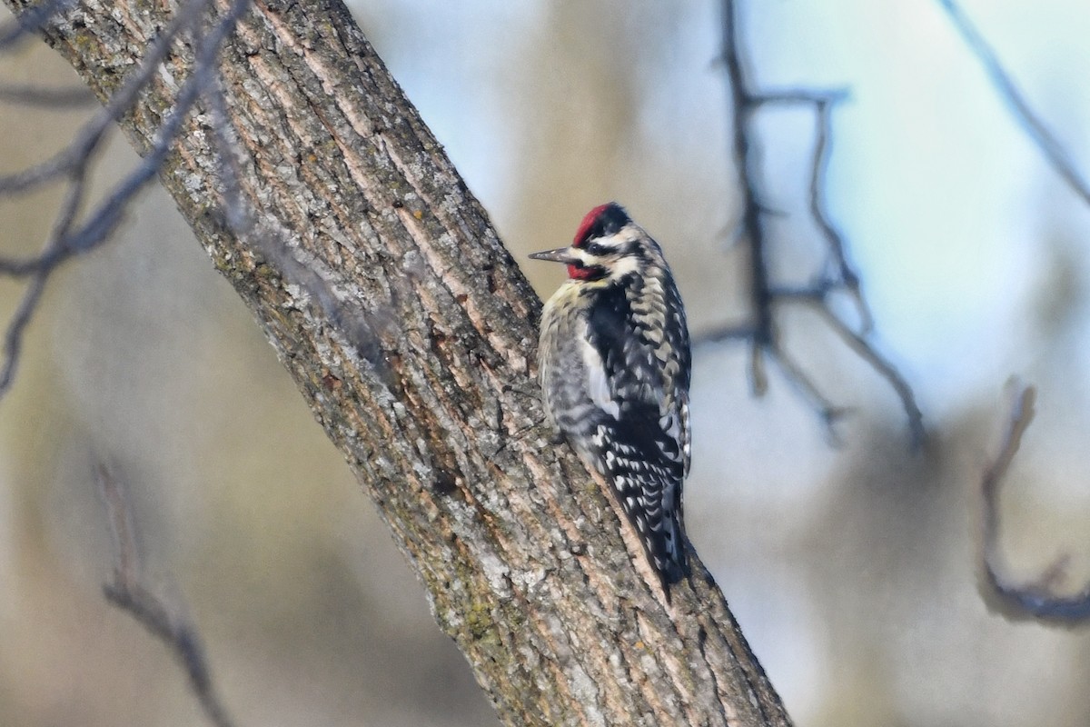 eBird Checklist - 21 Jan 2024 - Myeerah Nature Preserve - 4 species