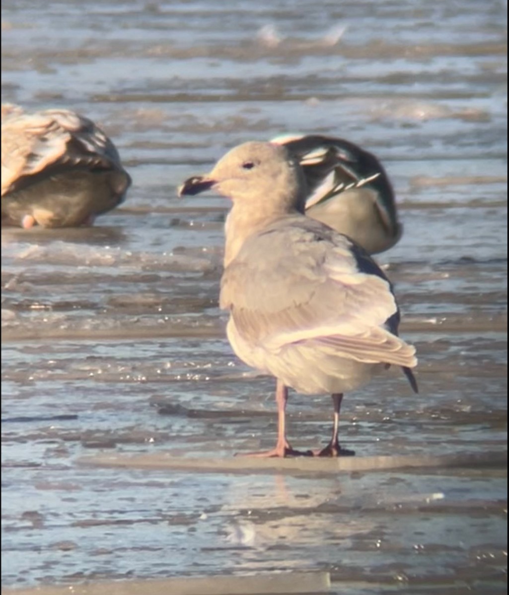 eBird Checklist - 21 Jan 2024 - Beacon Waterfront Park - 7 species