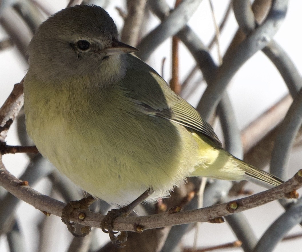 Pennsylvania Bird Atlas Checklist - 21 Jan 2024 - Northeast Philadelphia WTP - 15 species