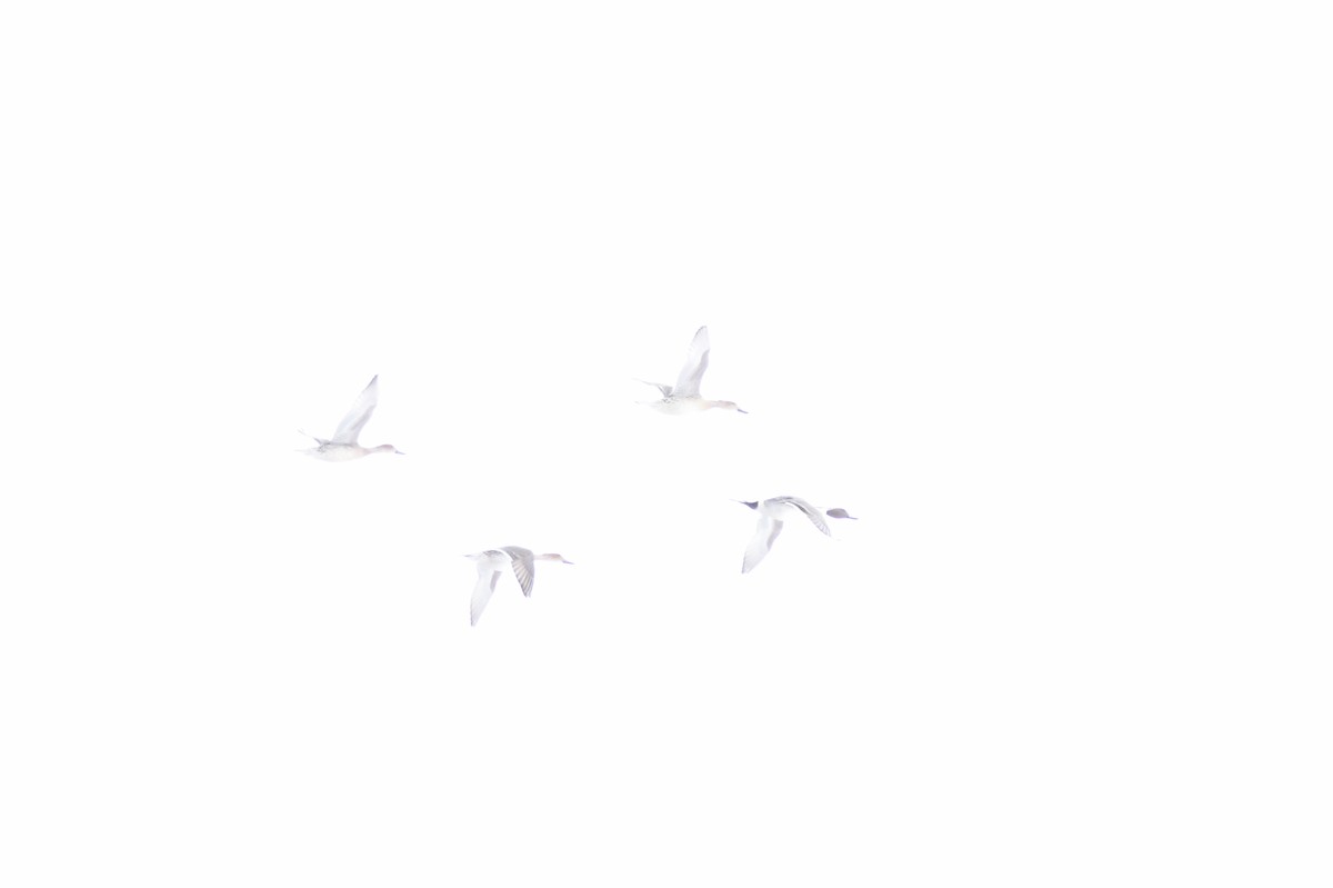 Pennsylvania Bird Atlas Checklist - 20 Jan 2024 - Duck Run Road ...