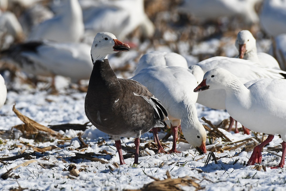 eBird Checklist - 21 Jan 2024 - Draper Rd - 7 species