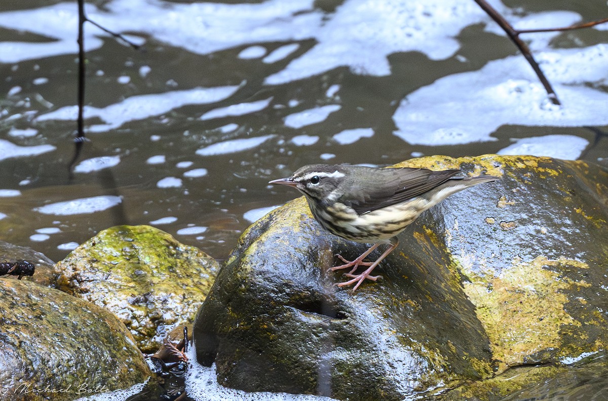 eBird Checklist - 21 Jan 2024 - Mount Hermon--American Dipper spot (private) - 5 species
