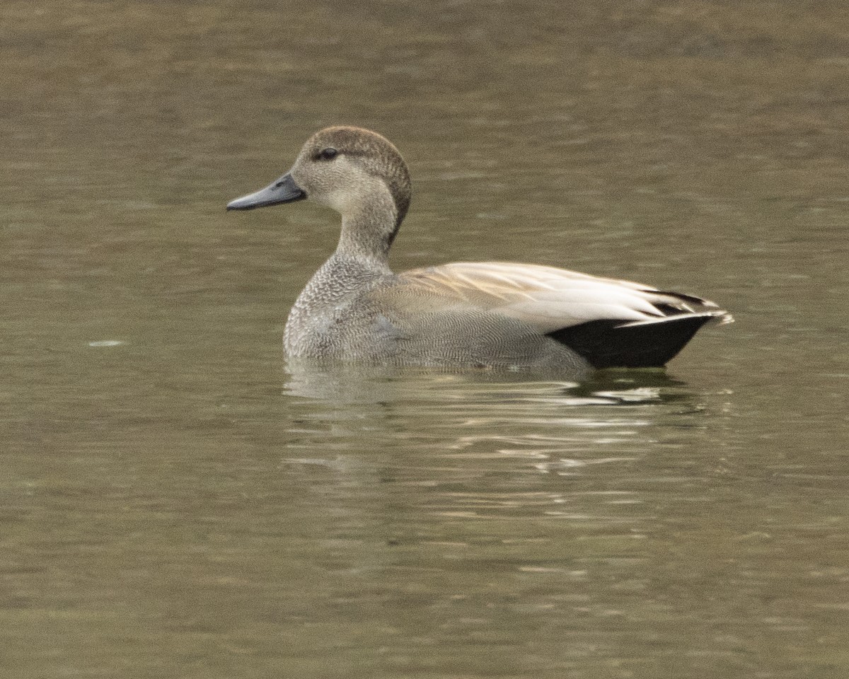 eBird Checklist - 21 Jan 2024 - Stillhouse Hollow Lake- Chalk Ridge ...