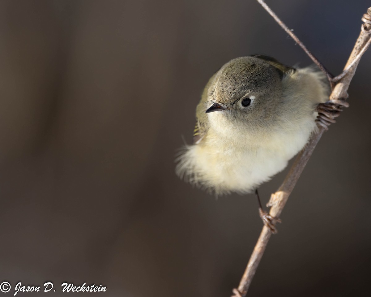 Pennsylvania Bird Atlas Checklist - 21 Jan 2024 - John Heinz NWR--impoundment (Philadelphia Co ...