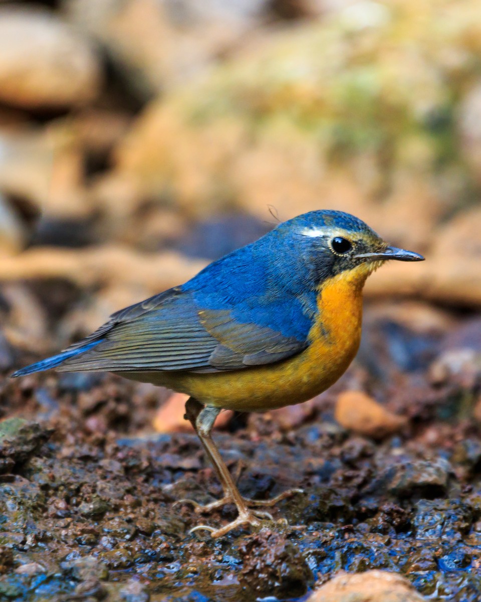 ML613852207 - Indian Blue Robin - Macaulay Library