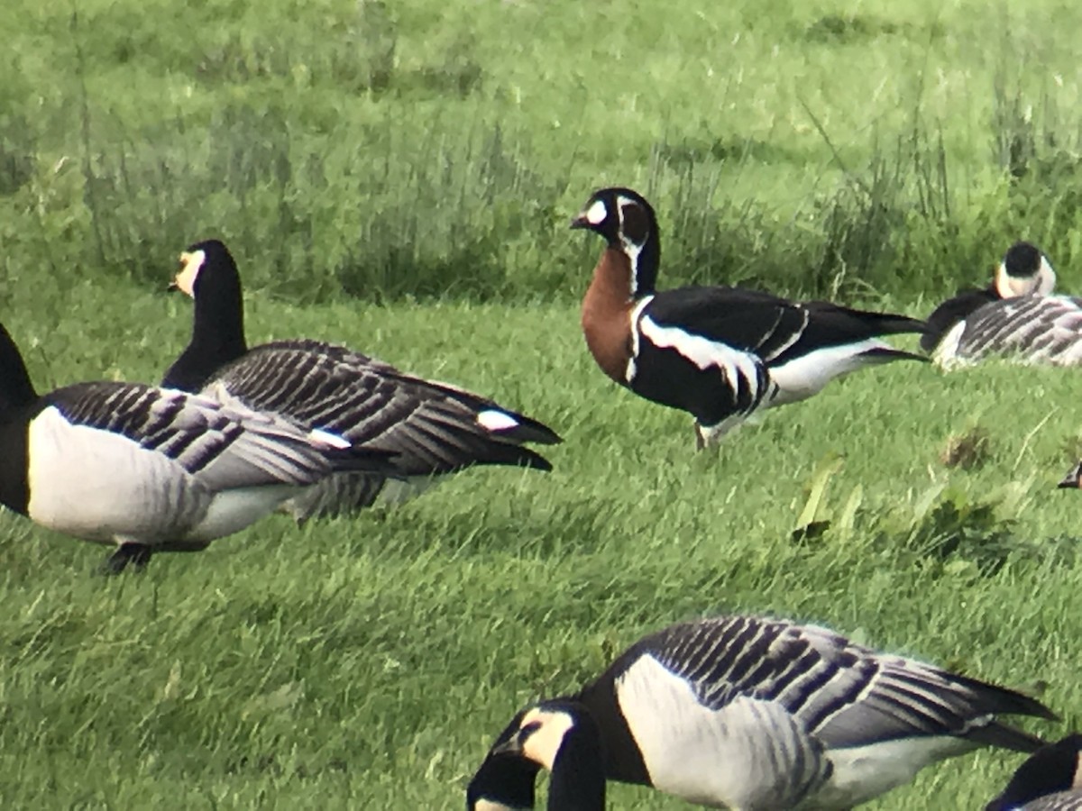 eBird Checklist - 20 Oct 2017 - WWT Slimbridge Wetland Centre - 67 species