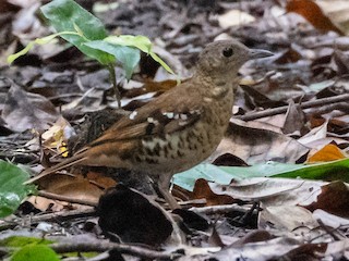 Fawn-breasted Thrush - eBird
