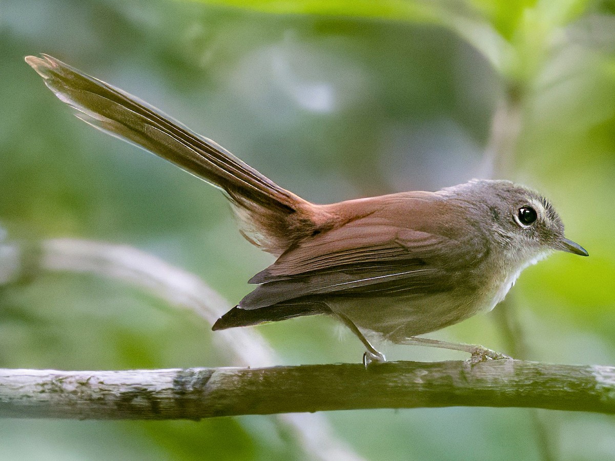 Long-tailed Fantail - Rhipidura opistherythra - Birds of the World
