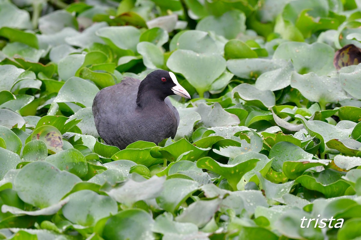 eBird Checklist - 22 Jan 2024 - 新竹縣, TW (24.836, 120.973) - 19 species