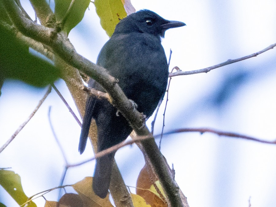 Tanimbar Starling - eBird