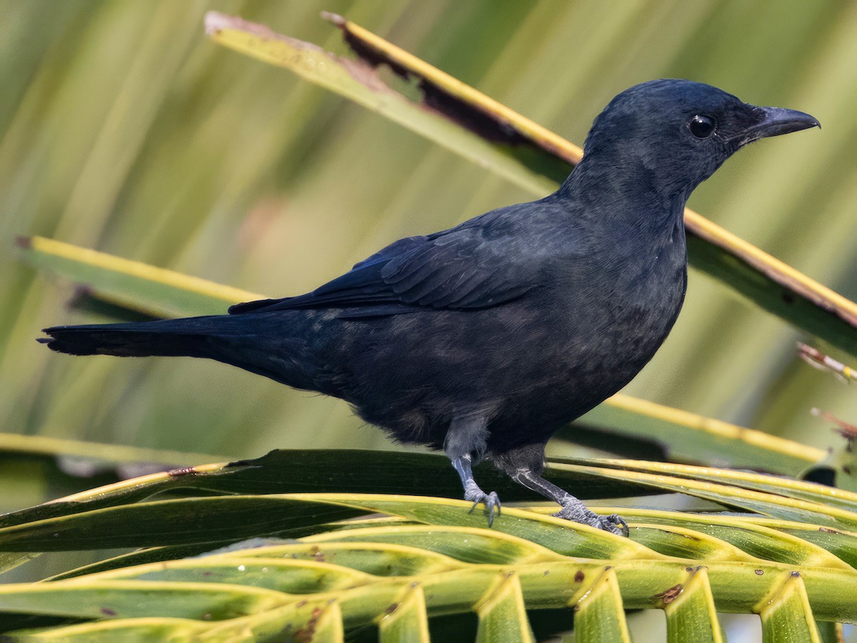 Kai Cicadabird - Edolisoma dispar - Birds of the World
