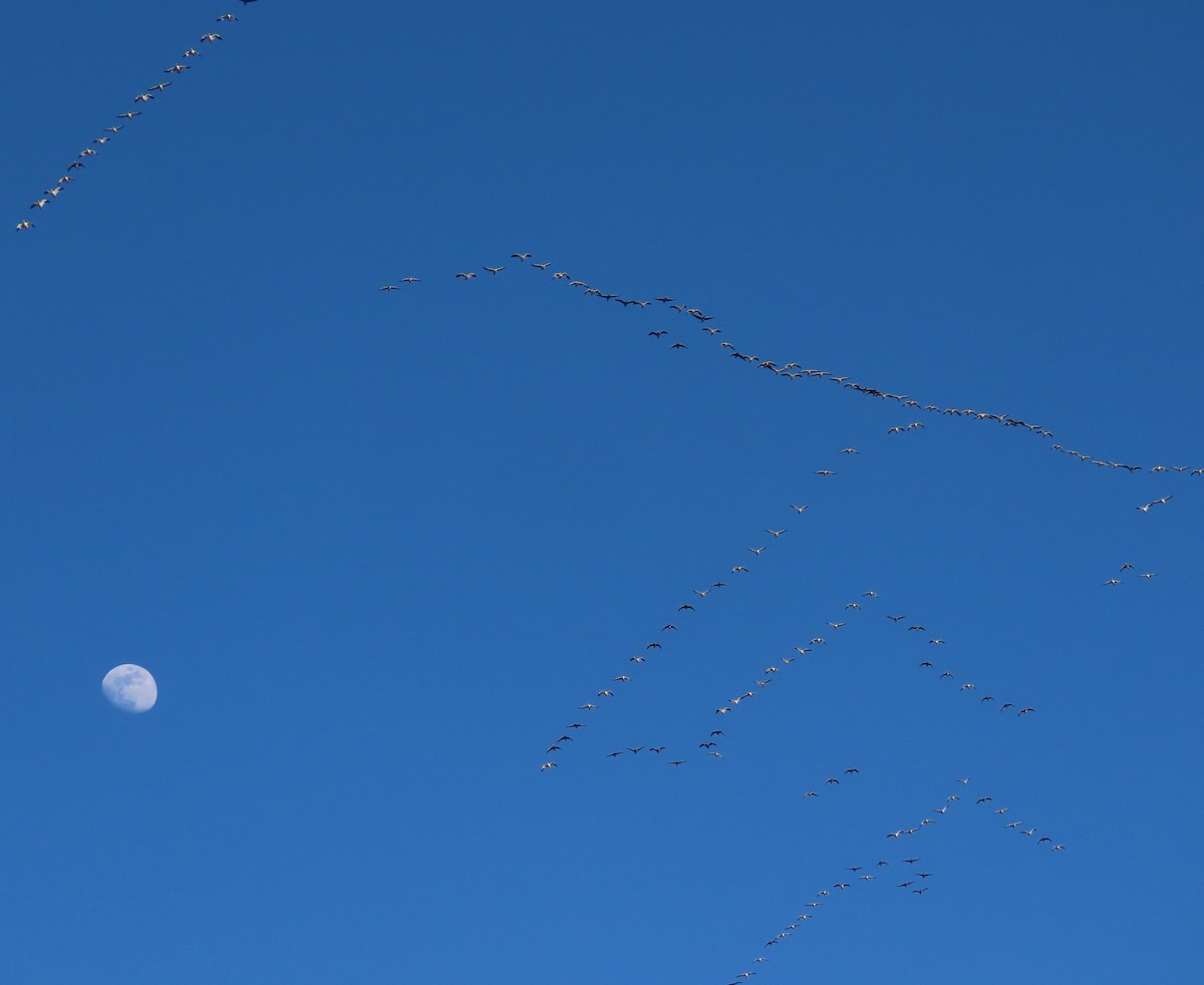 eBird Checklist - 21 Jan 2024 - Pocosin Lakes NWR--Pungo Unit - 33 species