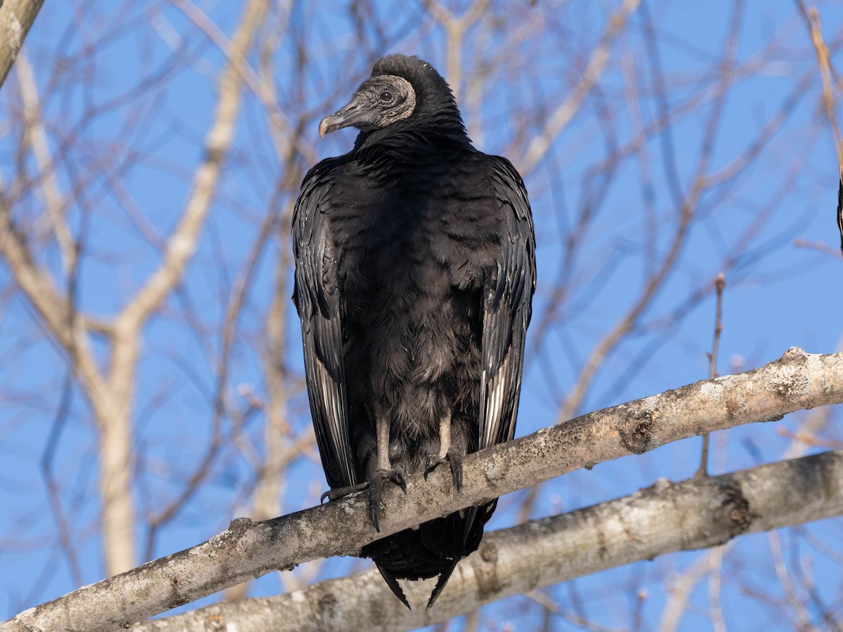 eBird Checklist - 22 Jan 2024 - Cold Spring Park, Woonsocket - 17 species