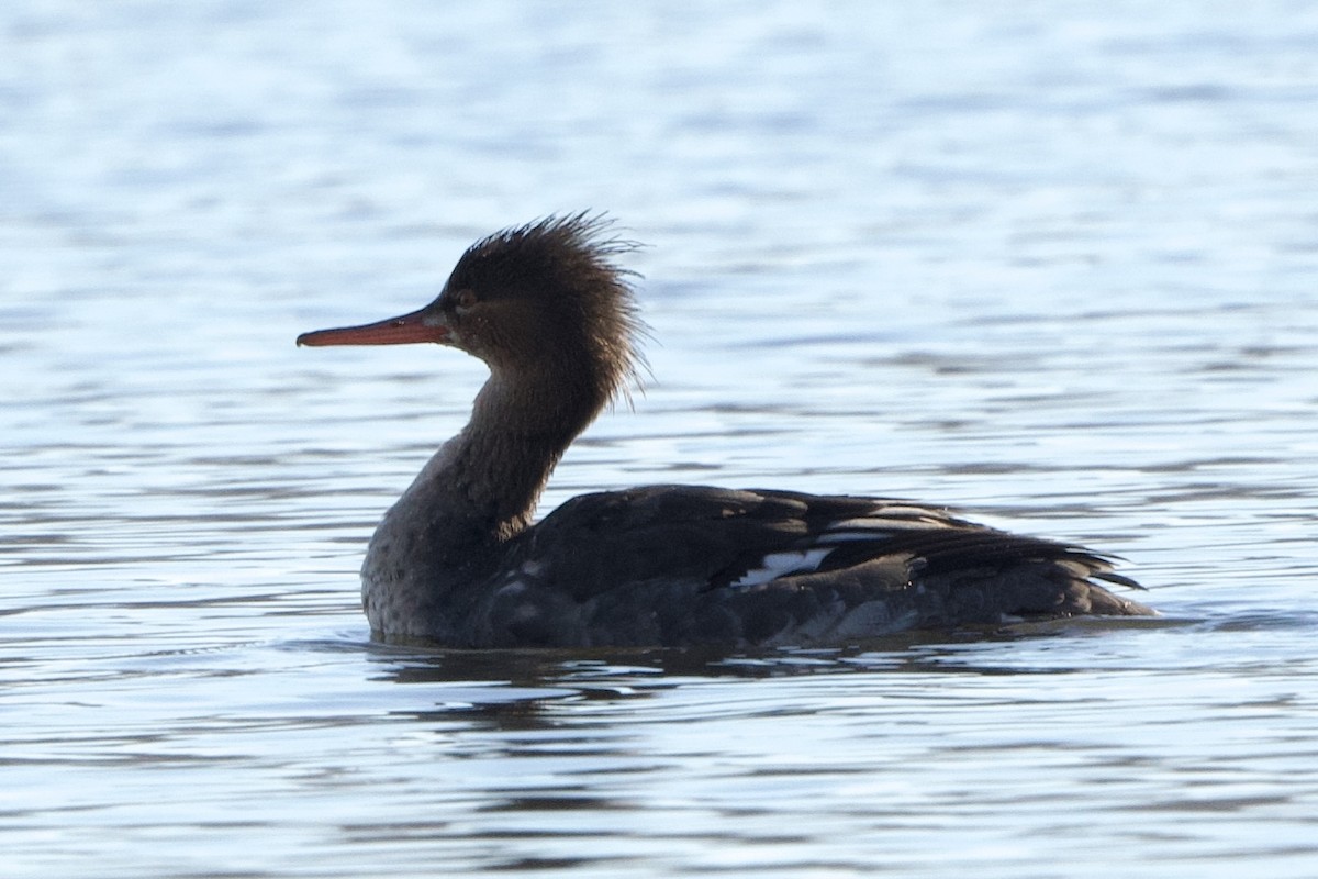 Pennsylvania Bird Atlas Checklist - 22 Jan 2024 - Marsh Creek SP - 24 species (+2 other taxa)