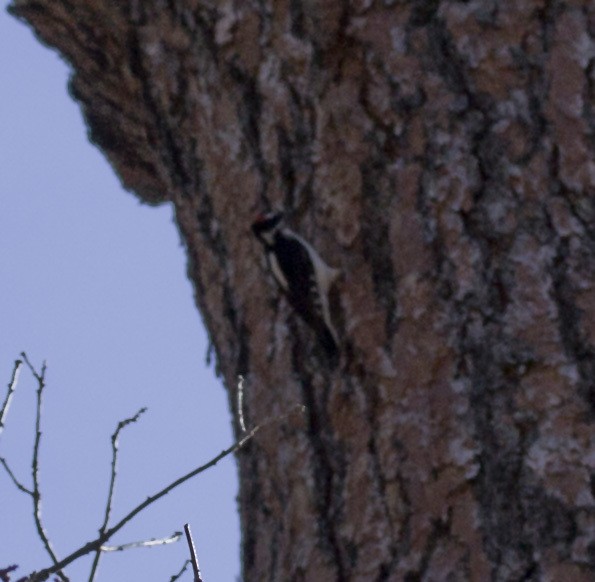 eBird Checklist - 16 Mar 2016 - Mormon Lake - 1 species