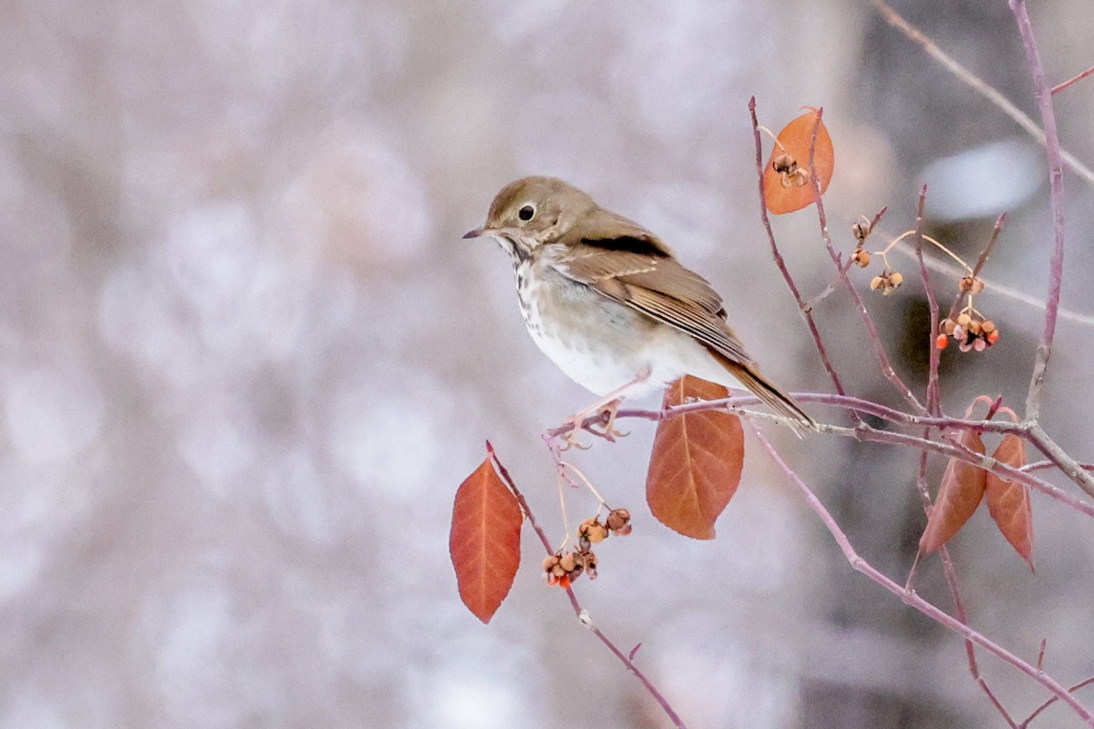 eBird Checklist - 22 Jan 2024 - Robey Park - 18 species