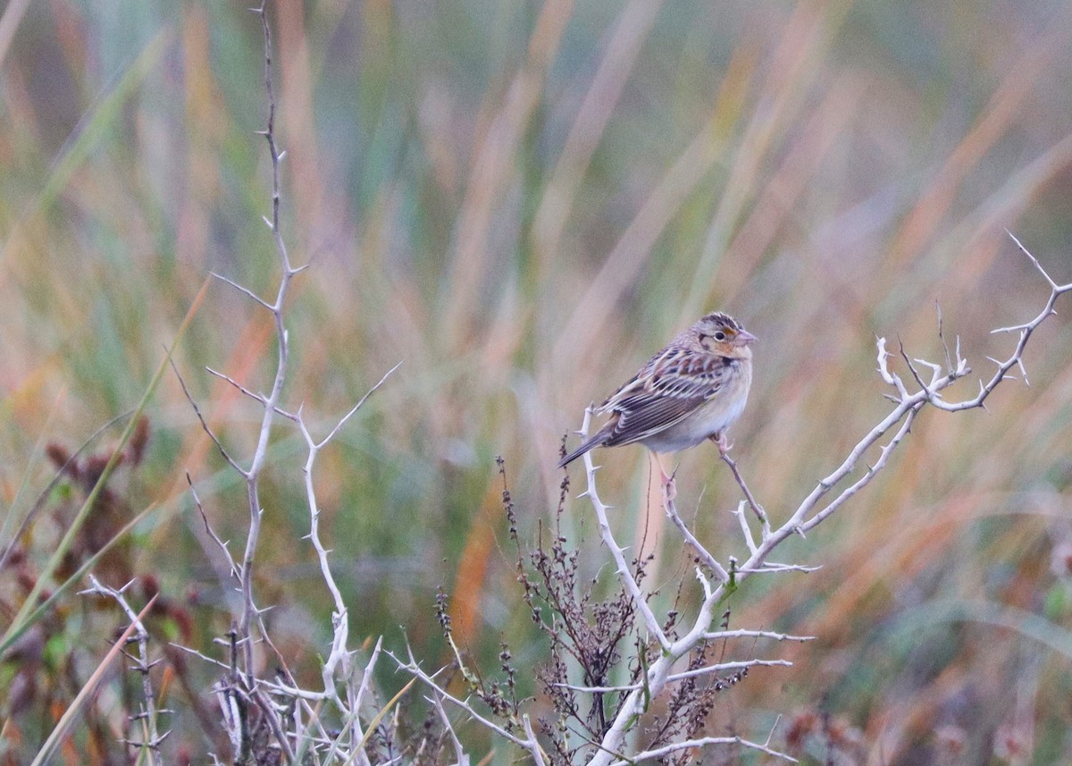 eBird Checklist - 22 Jan 2024 - Palo Alto Battlefield NHP (LTC 031 ...