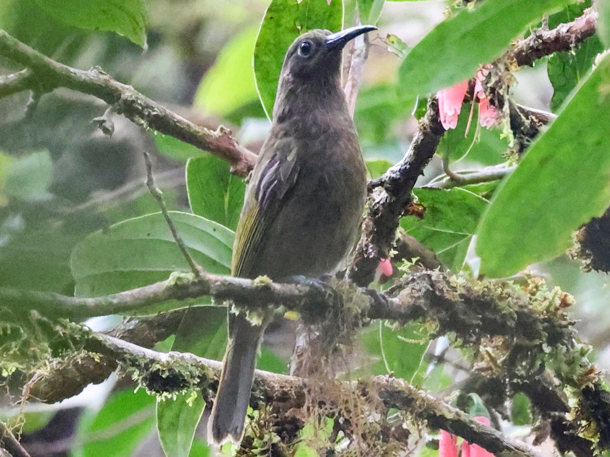 Bismarck Honeyeater - Vosea whitemanensis - Birds of the World