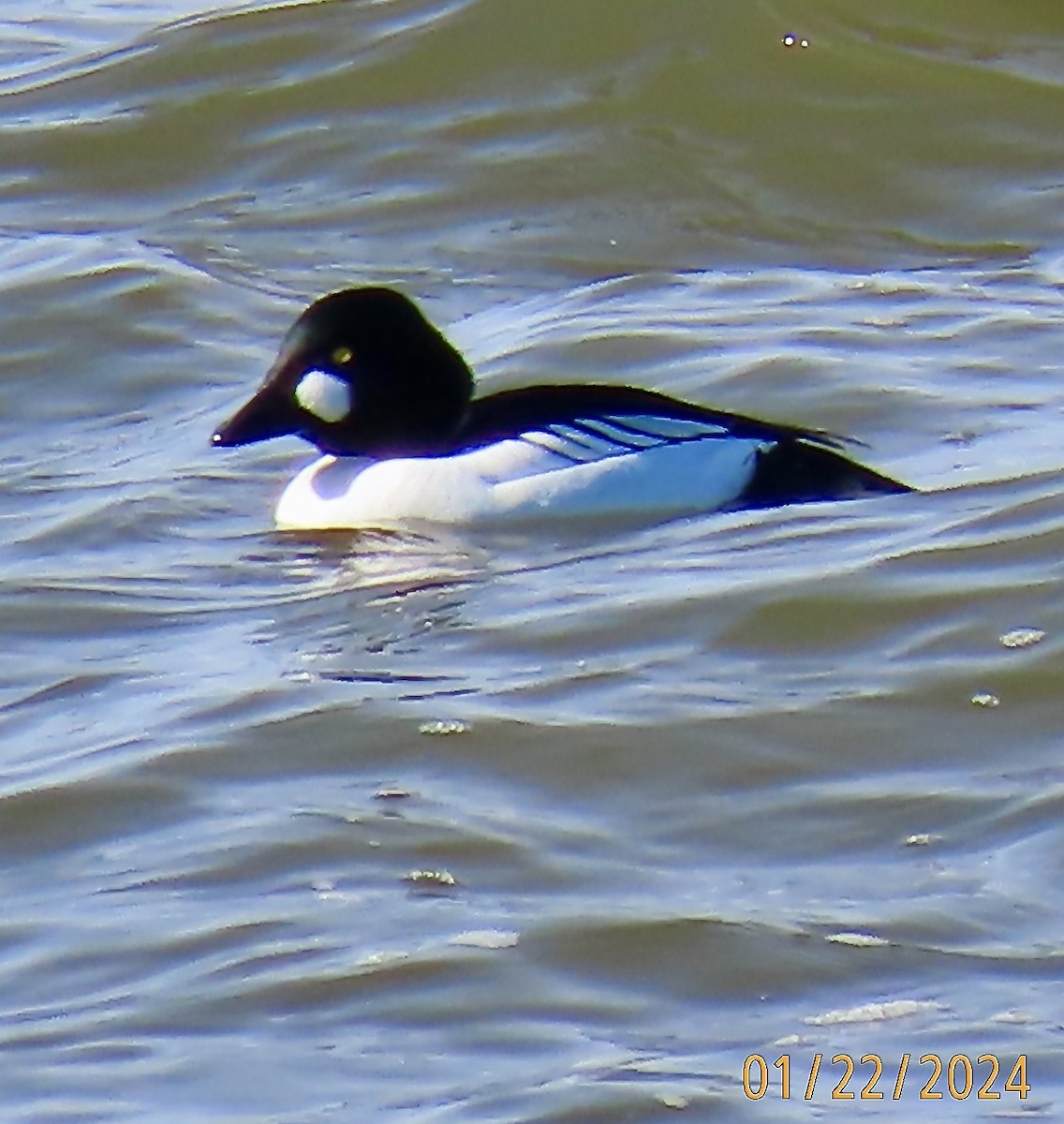 eBird Checklist - 22 Jan 2024 - Sandy Hook - 25 species