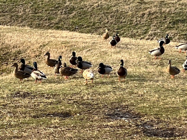 eBird Checklist - 22 Jan 2024 - Alpha "Hot Rod Heaven" neighborhood KY ...
