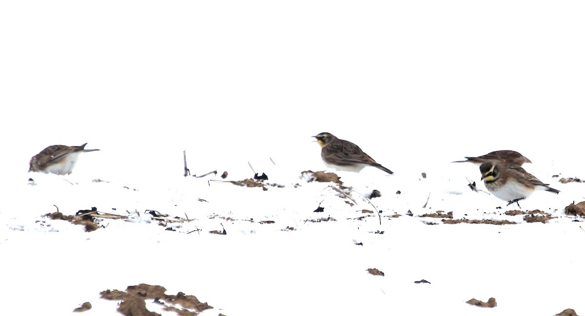 Pennsylvania Bird Atlas Checklist - 22 Jan 2024 - Janoski's Farm - 7 species