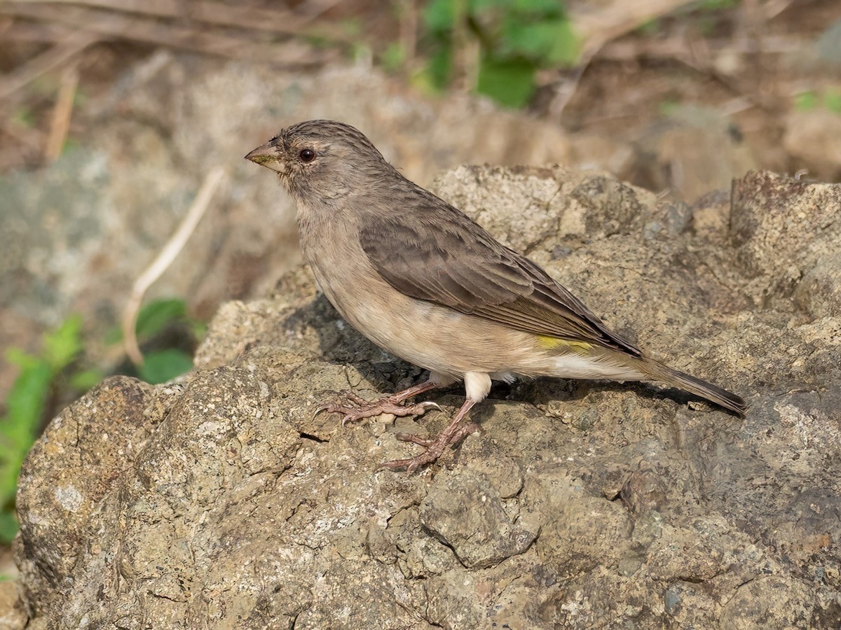Yellow-rumped Serin - Crithagra xanthopygia - Birds of the World