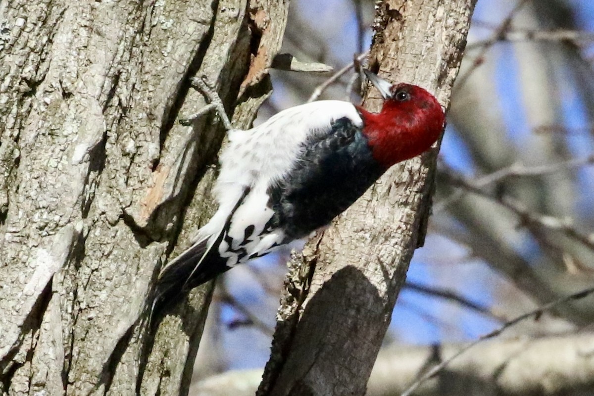 eBird Checklist - 22 Jan 2024 - Nichols Field and Forest - 5 species