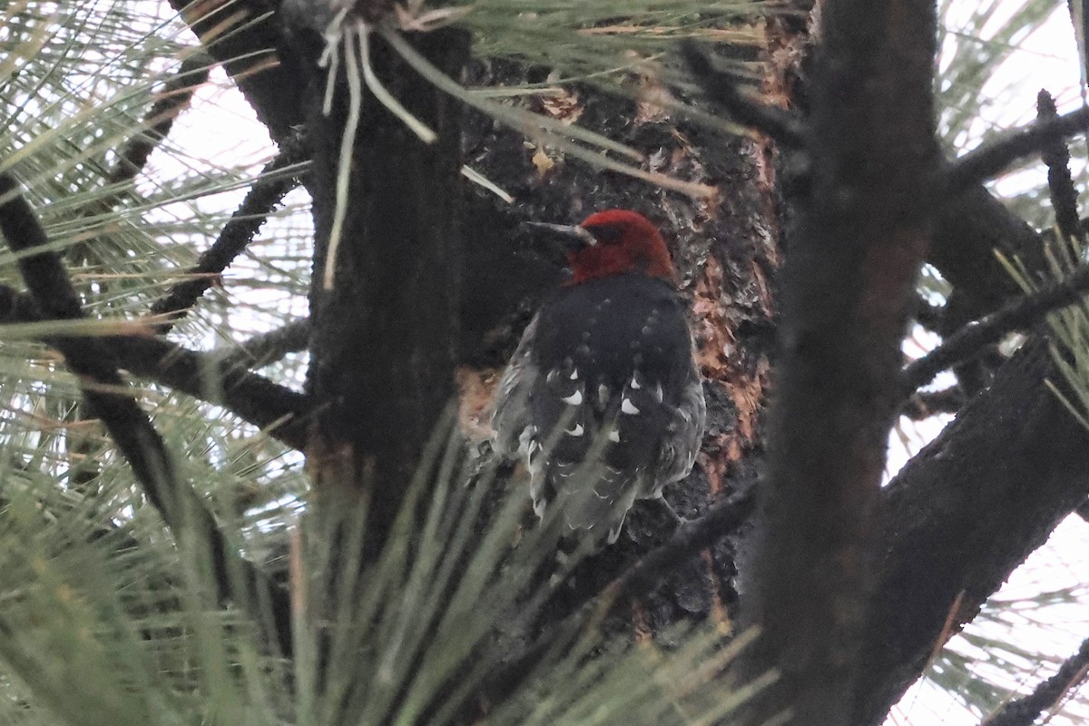 eBird Checklist - 22 Jan 2024 - Davis Creek Regional Park - 5 species