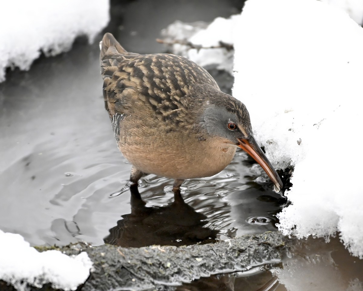 eBird Checklist - 22 Jan 2024 - Mendon Ponds Park--Quaker Pond Trail ...