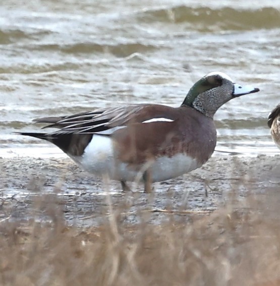 North Carolina Bird Atlas Checklist - 20 Jan 2024 - Pea Island NWR ...