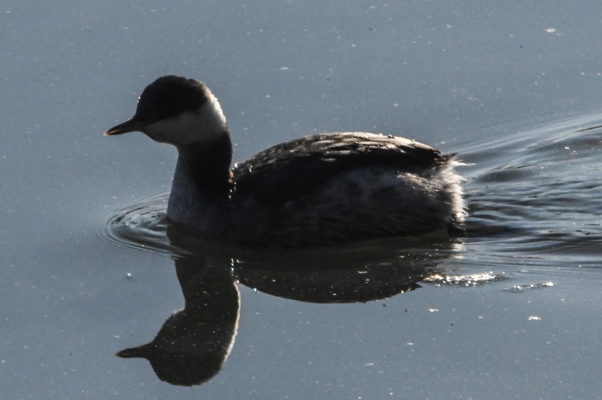 Pennsylvania Bird Atlas Checklist - 22 Jan 2024 - Bartram's Garden - 35 species