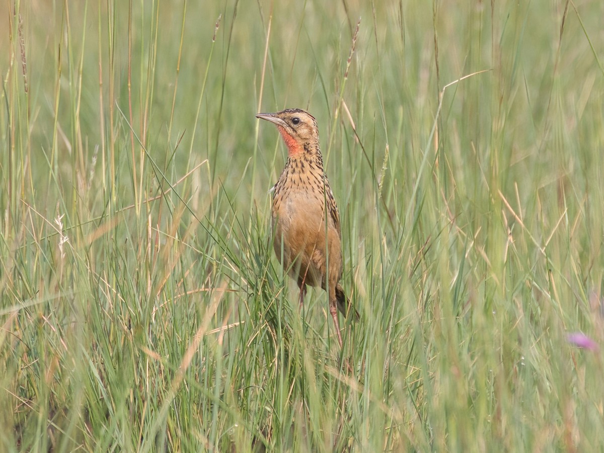 Grimwood's Longclaw - Macronyx grimwoodi - Birds of the World