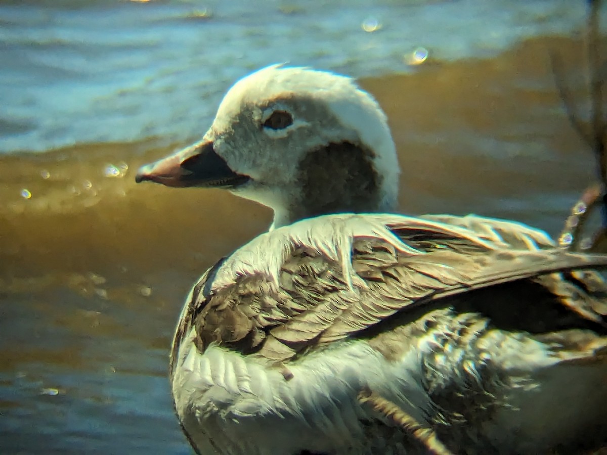 eBird Checklist - 22 Jan 2024 - Kealia Pond NWR - 14 species (+1 other ...