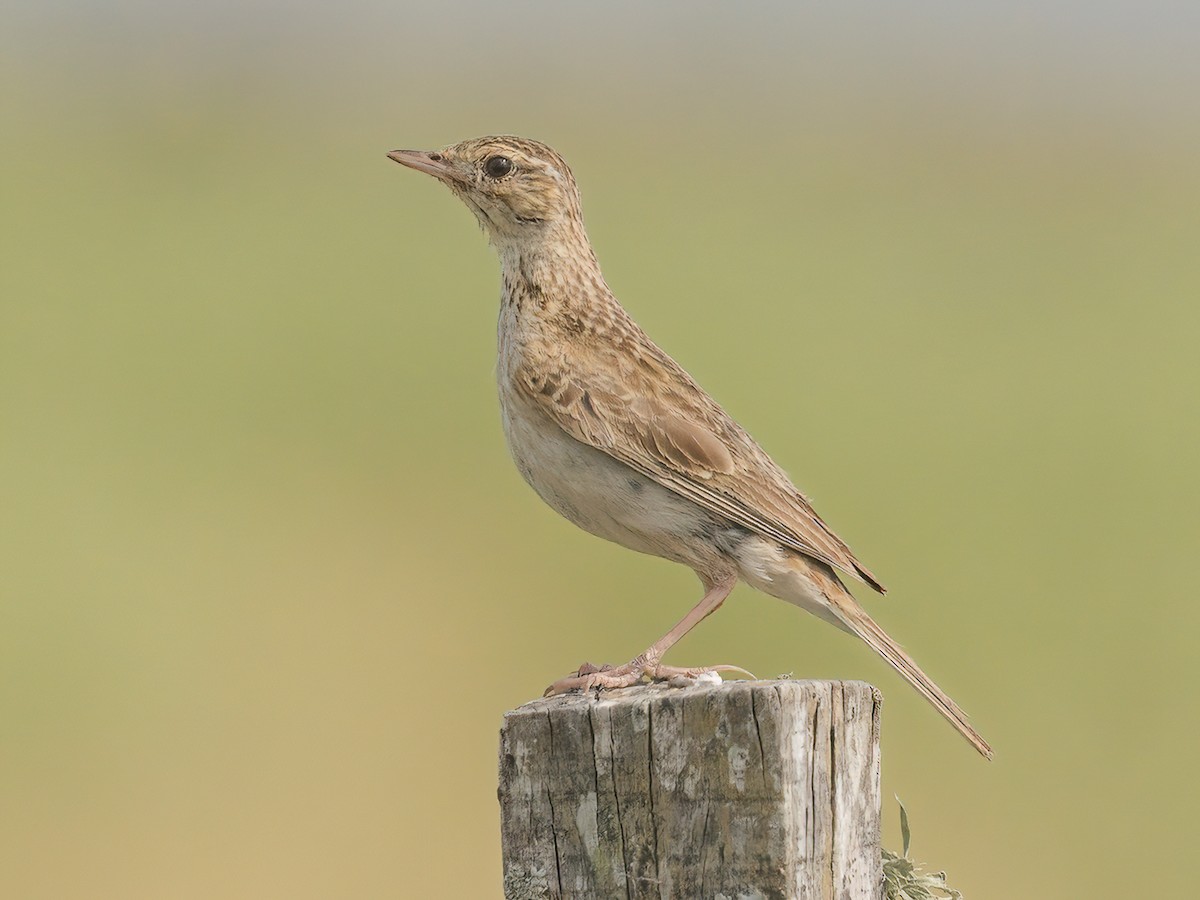 Pampas Pipit - Anthus chacoensis - Birds of the World
