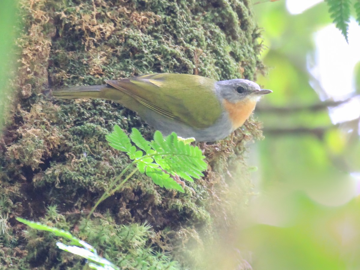 Madanga - Anthus ruficollis - Birds of the World