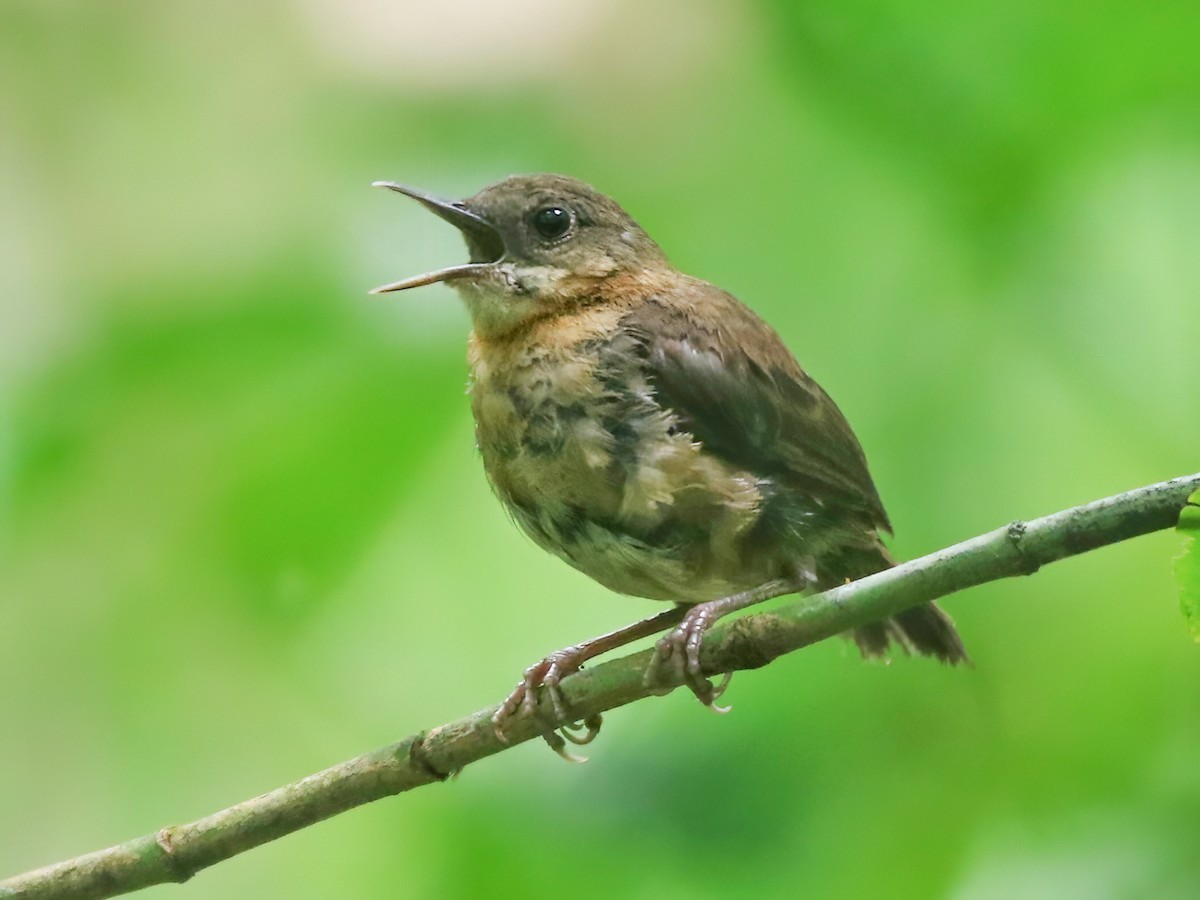 Sao Tome Short-tail - Motacilla bocagii - Birds of the World