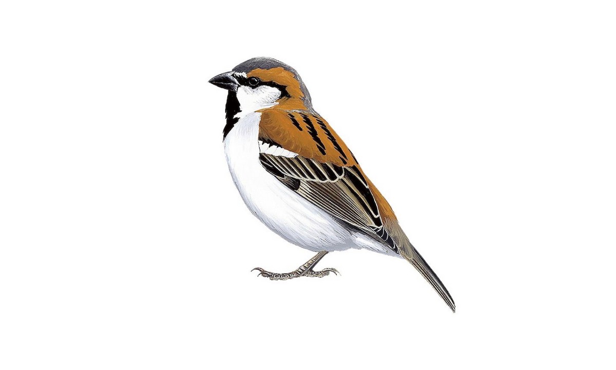 Kordofan Rufous Sparrow - Passer cordofanicus - Birds of the World