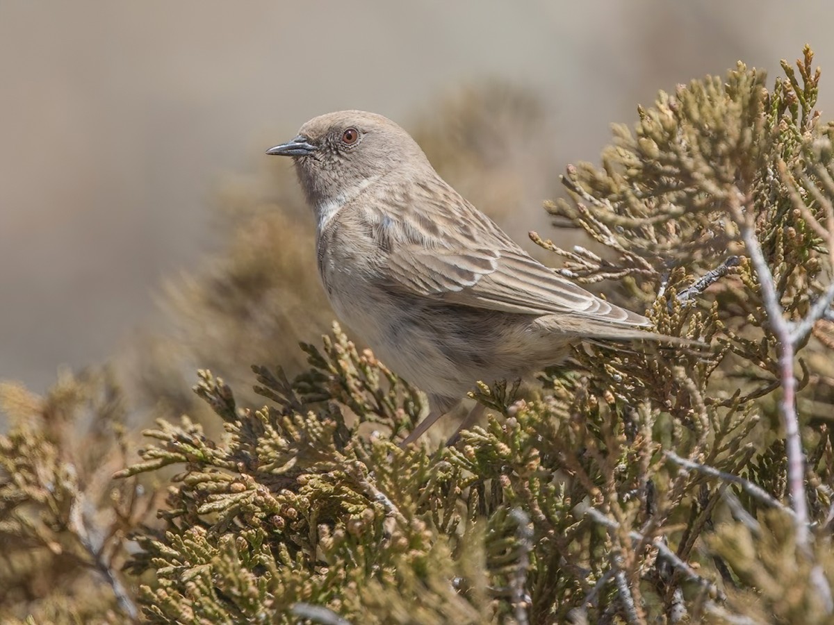 Mongolian Accentor - Prunella koslowi - Birds of the World