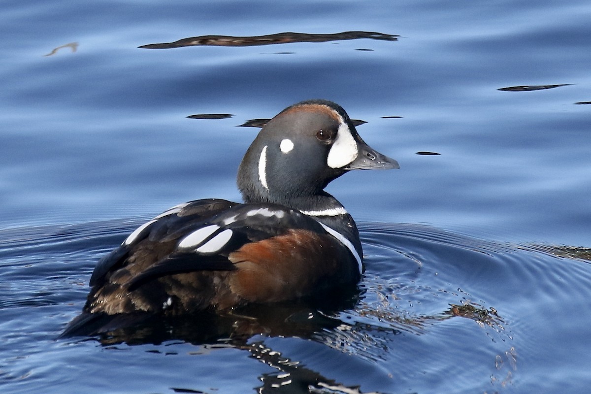 eBird Checklist - 22 Jan 2024 - MacMillan Wharf - 18 species
