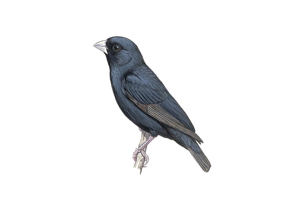 Jos Plateau Indigobird - Vidua maryae - Birds of the World